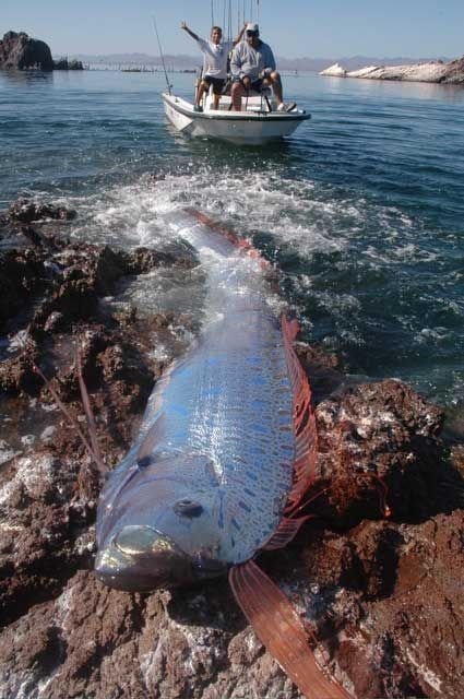 Oarfish: The longest fish in the world - STATIONGOSSIP